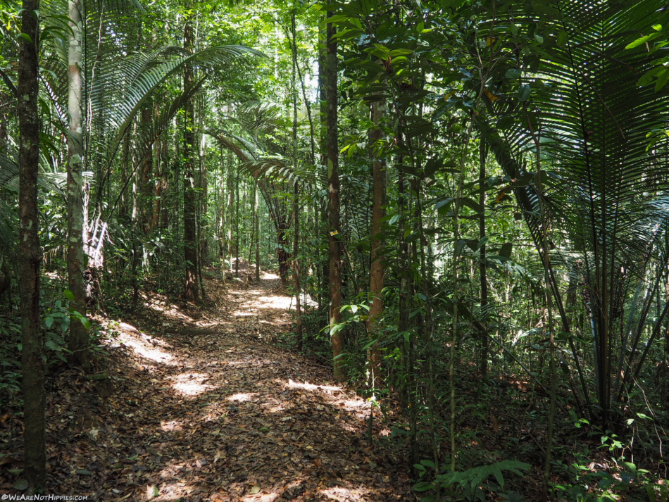 La forêt équatoriale – We Are Not Hippies